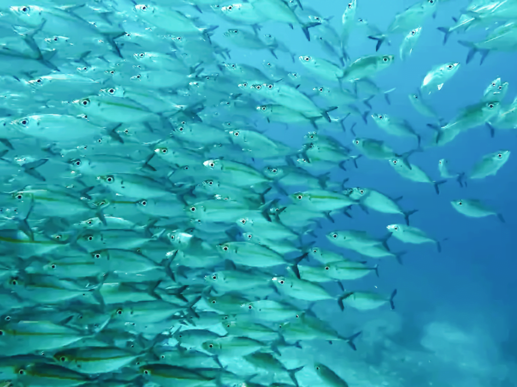 Illegal, Unreported and Unregulated (IUU) fishing requirements - Alinea ...